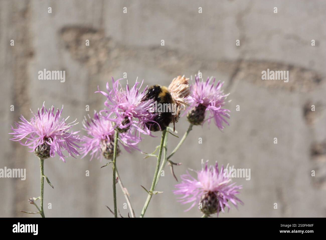 Indiscriminate Cuckoo Bumble Bee (Bombus insularis Stock Photo - Alamy