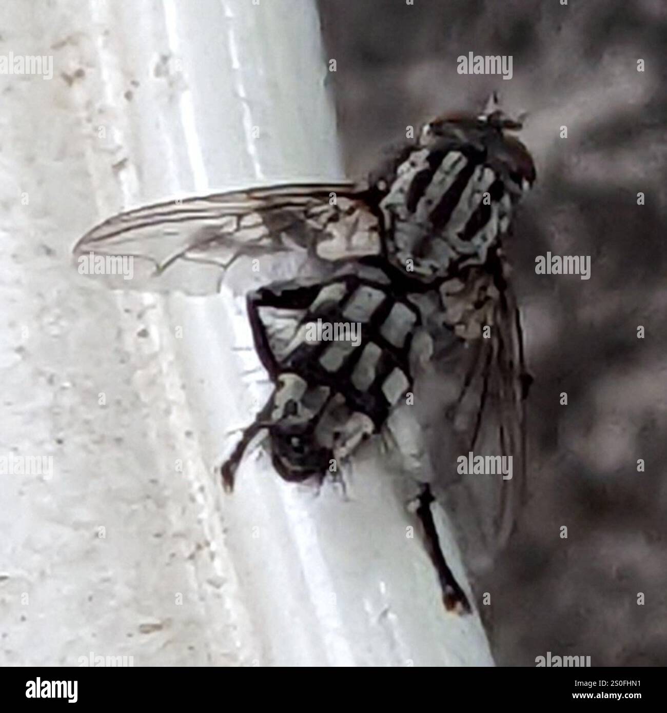 Common Flesh Flies (Sarcophaga Stock Photo - Alamy