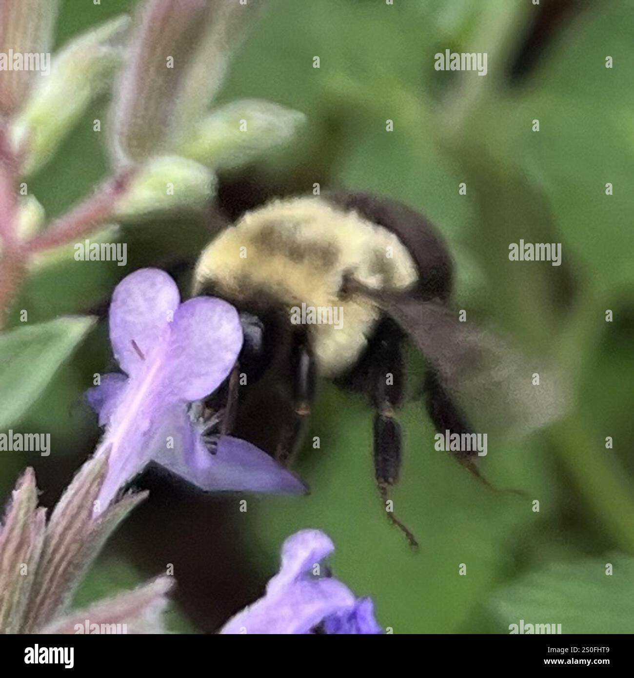 Common Eastern Bumble Bee (Bombus impatiens Stock Photo - Alamy