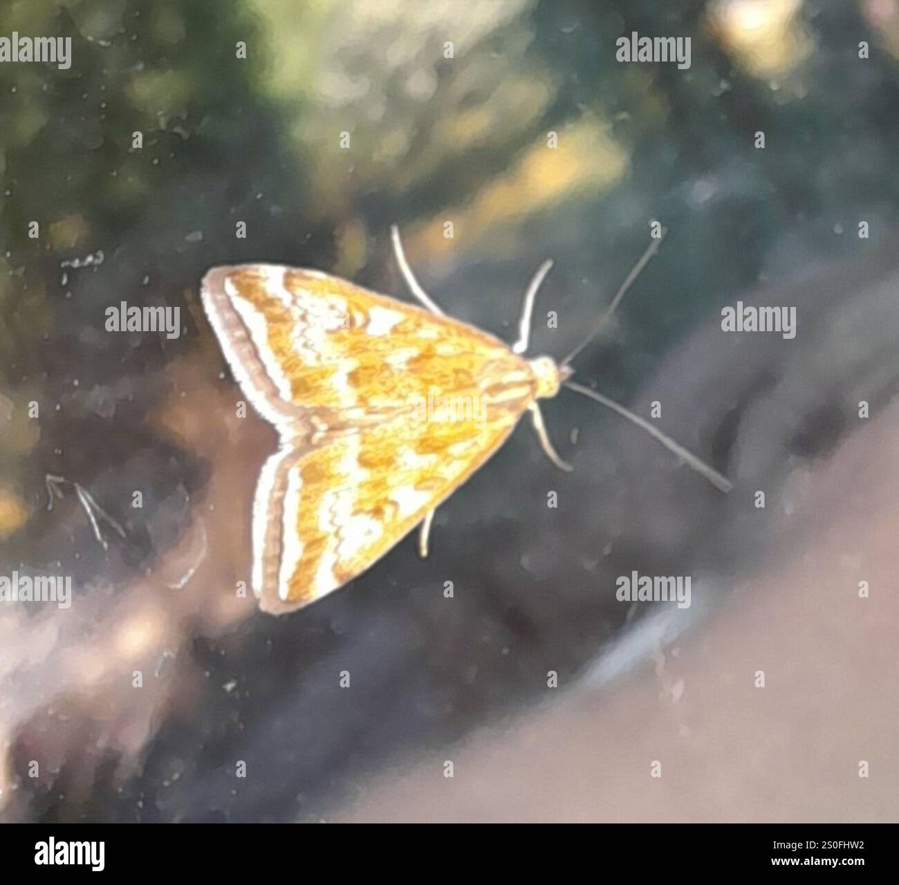 Beet Webworm Moth (Loxostege sticticalis Stock Photo - Alamy