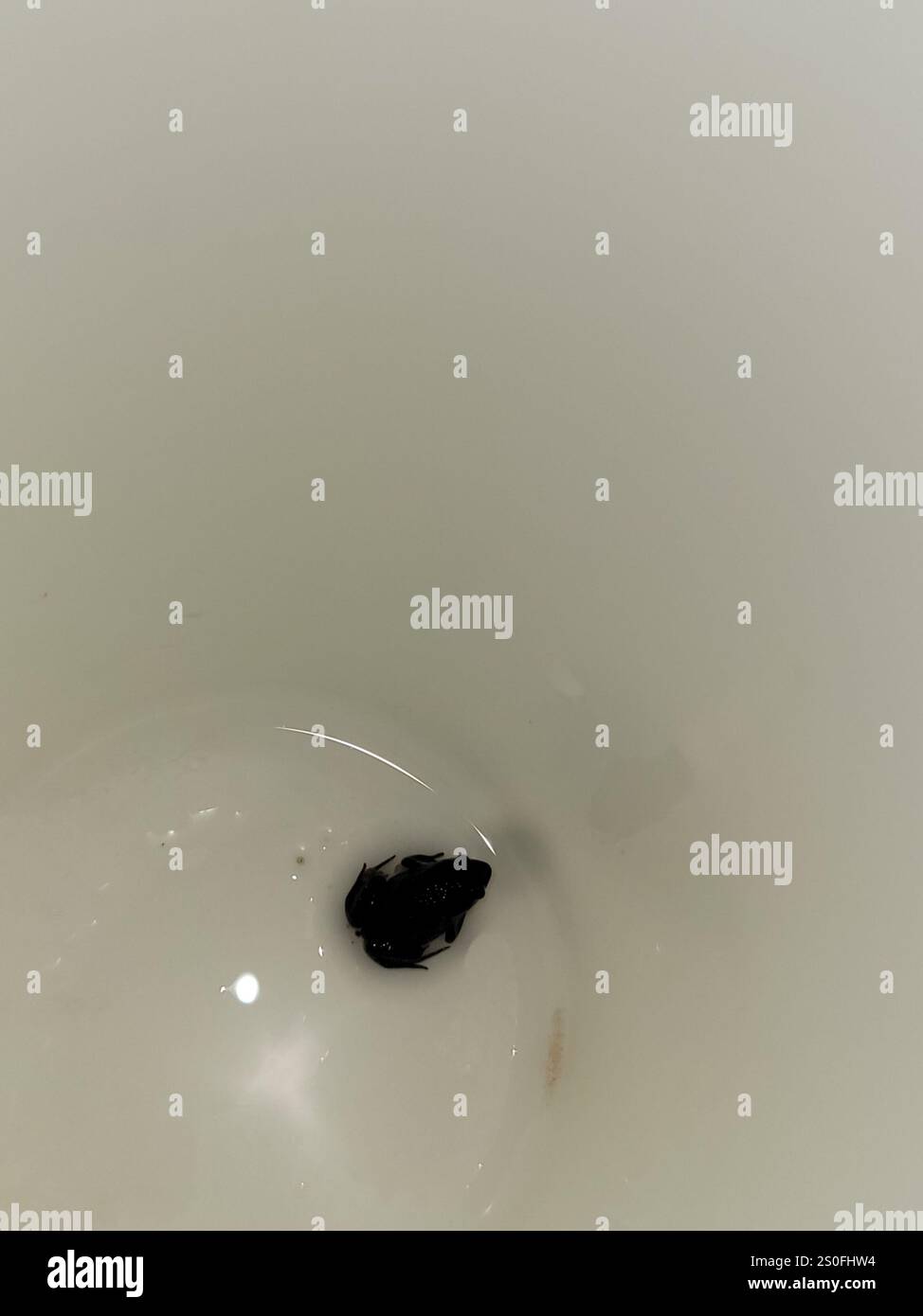 Eastern Narrow-mouthed Toad (Gastrophryne carolinensis Stock Photo - Alamy