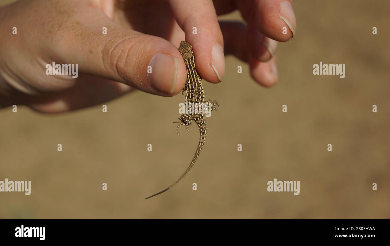 (Eremias arguta deserti Stock Photo - Alamy