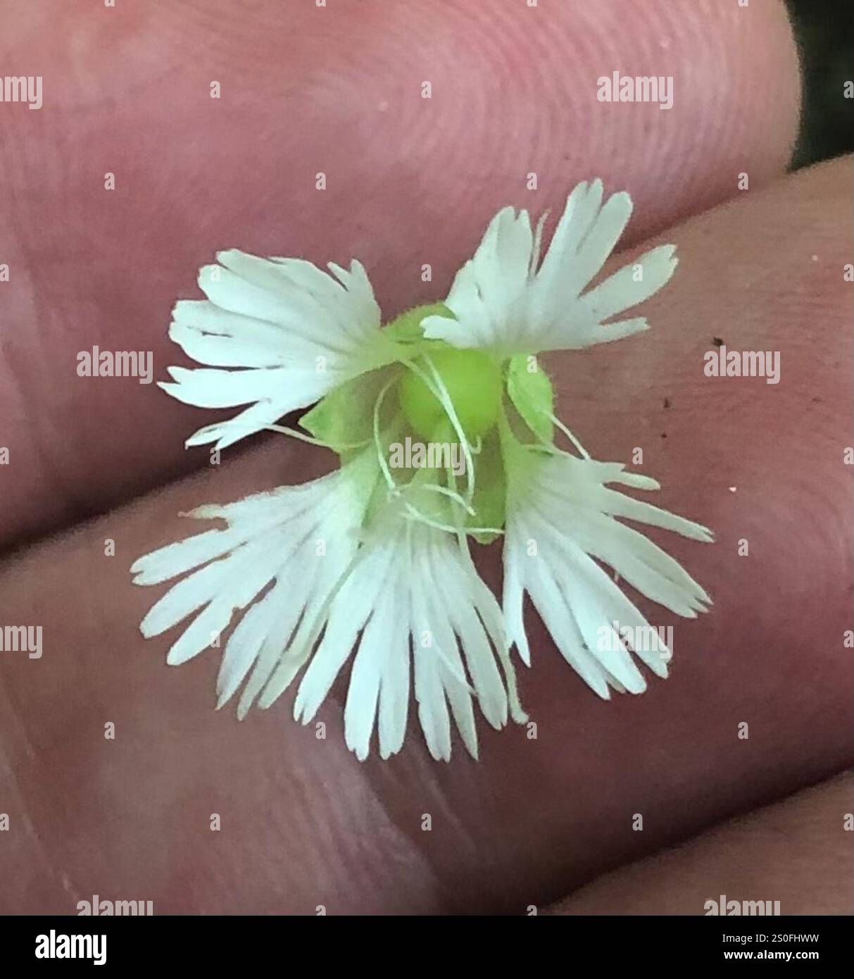 starry campion (Silene stellata Stock Photo - Alamy