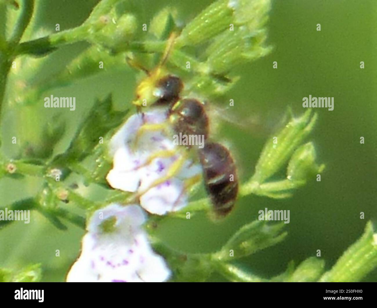 Eastern Miner Bee (Calliopsis andreniformis Stock Photo - Alamy