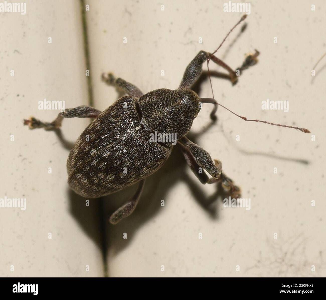 Nut and Acorn Weevils (Curculio Stock Photo - Alamy