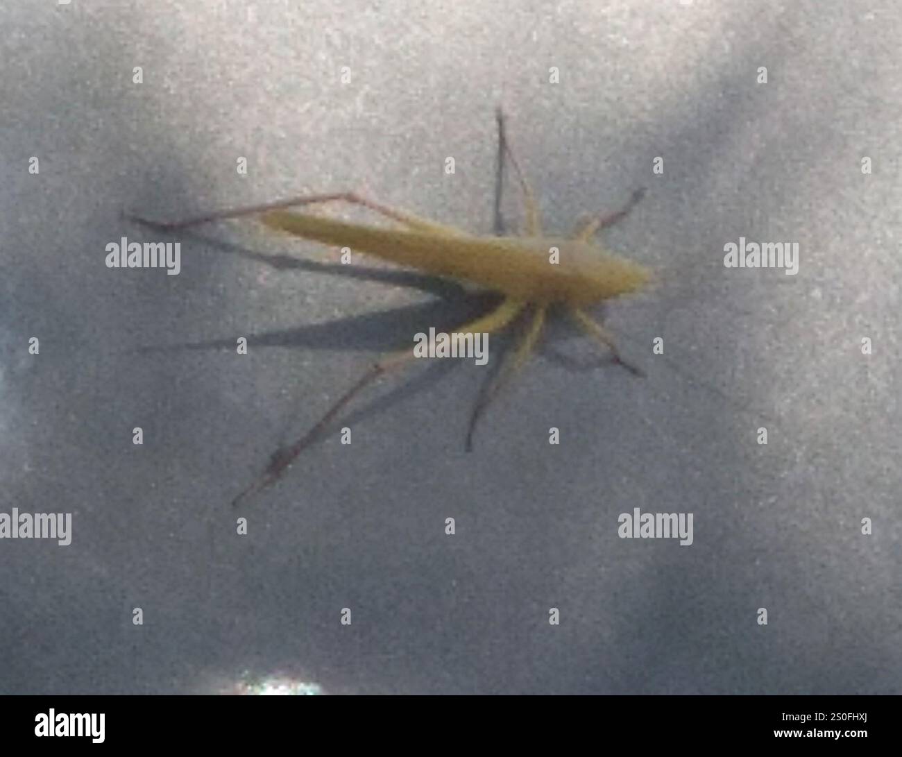 Broad-tipped Conehead (Neoconocephalus triops Stock Photo - Alamy