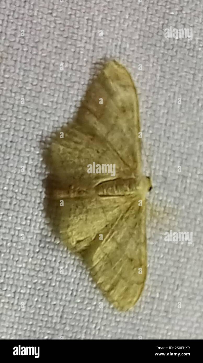 Riband Wave (Idaea aversata Stock Photo - Alamy