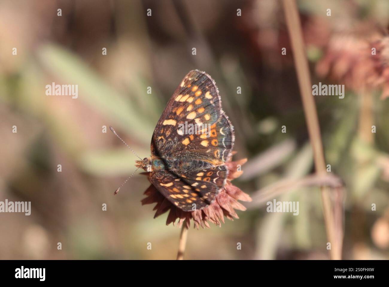Field Crescent (Phyciodes pulchella Stock Photo - Alamy
