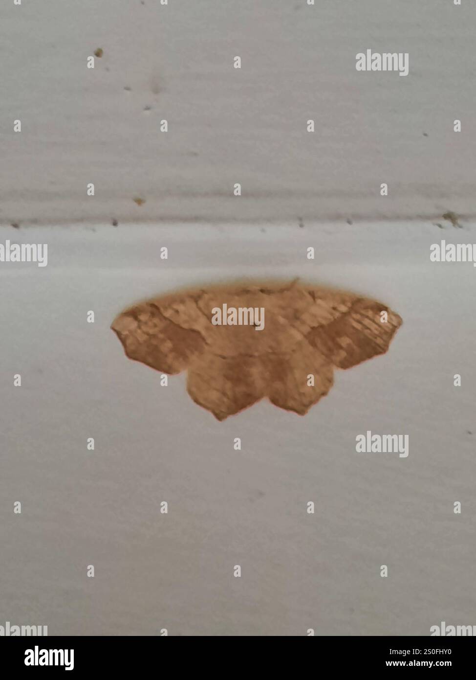 Oak Besma Moth (Besma quercivoraria Stock Photo - Alamy