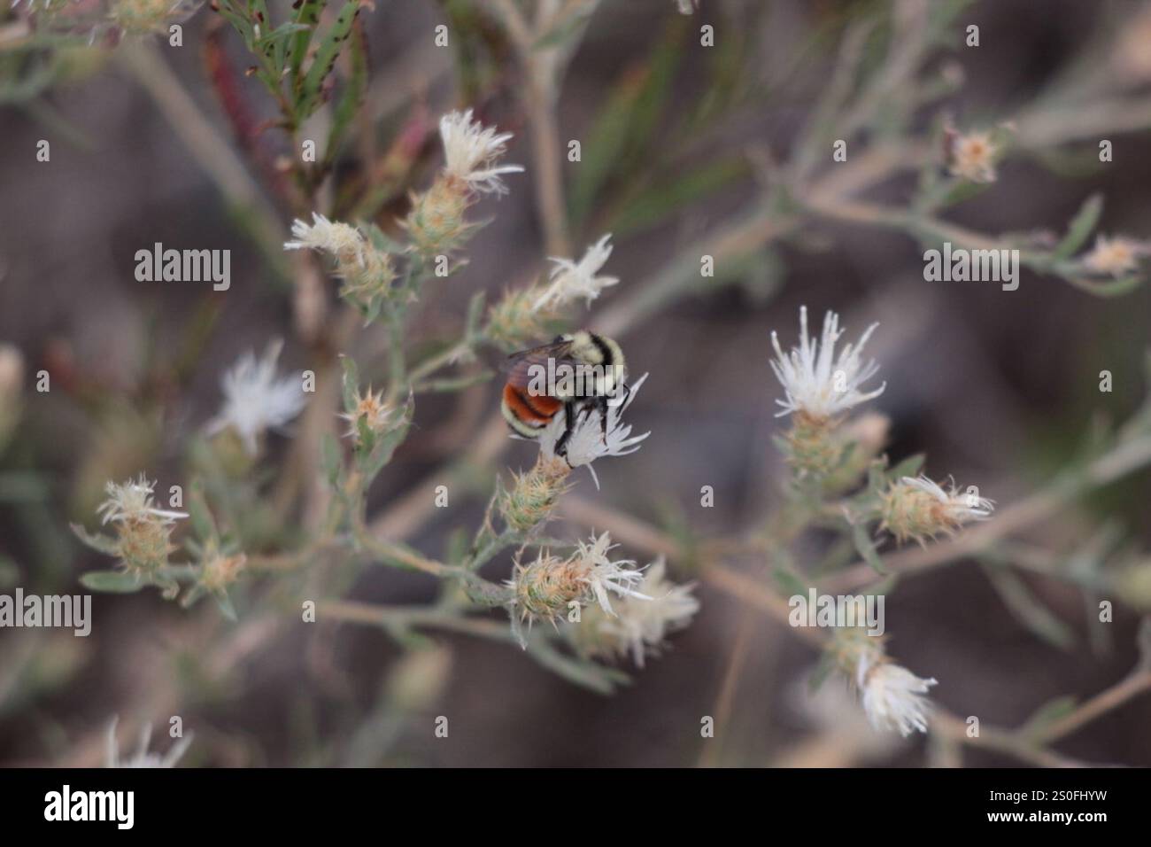 Hunt's Bumble Bee (Bombus huntii Stock Photo - Alamy