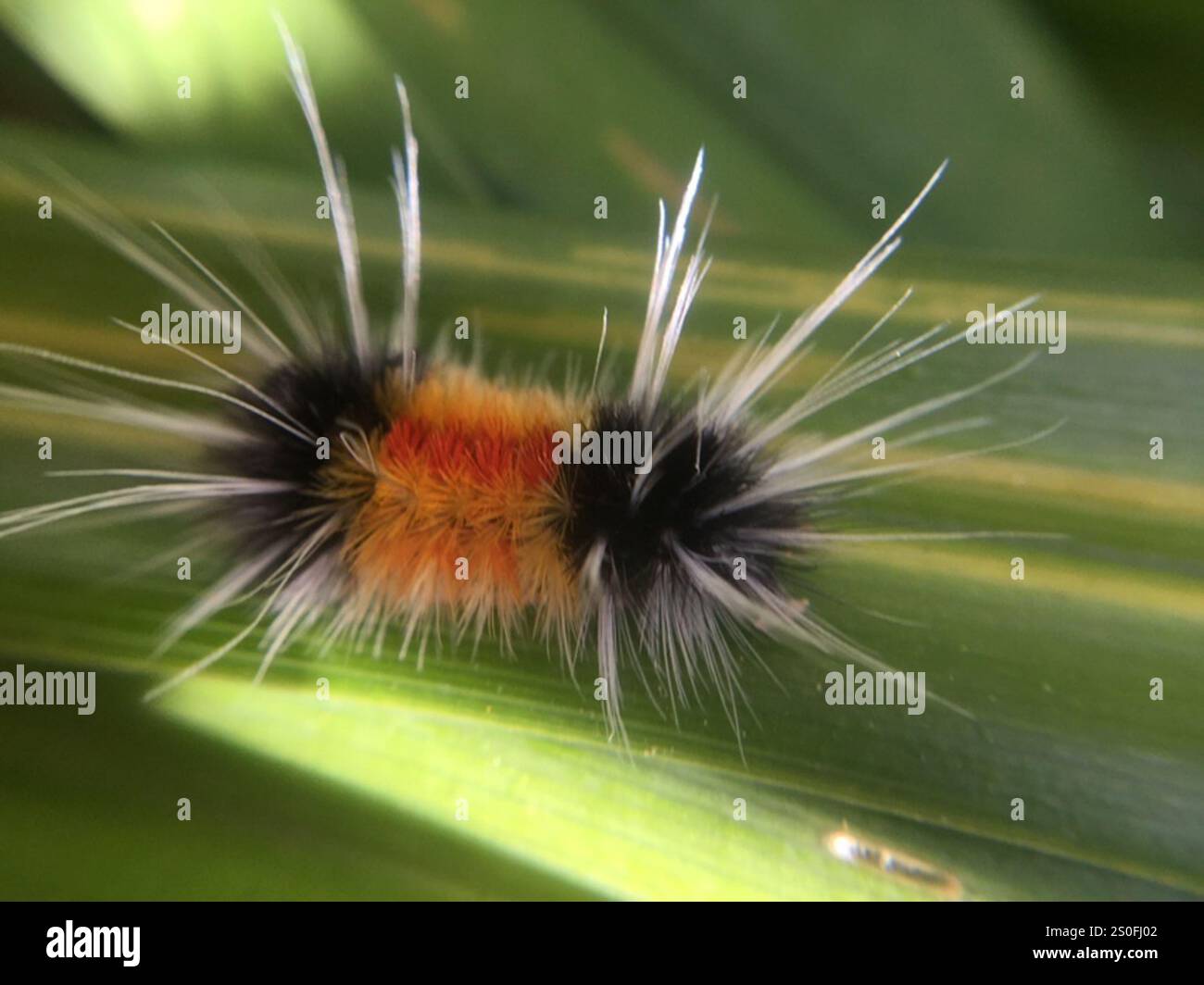 Spotted Tussock Moth (Lophocampa maculata Stock Photo - Alamy