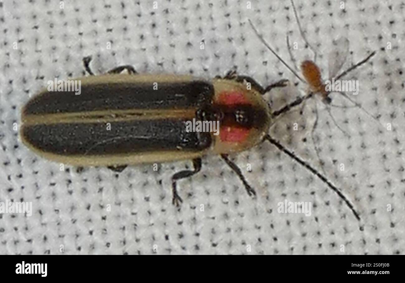 Florida Sprite (Photinus floridanus Stock Photo - Alamy