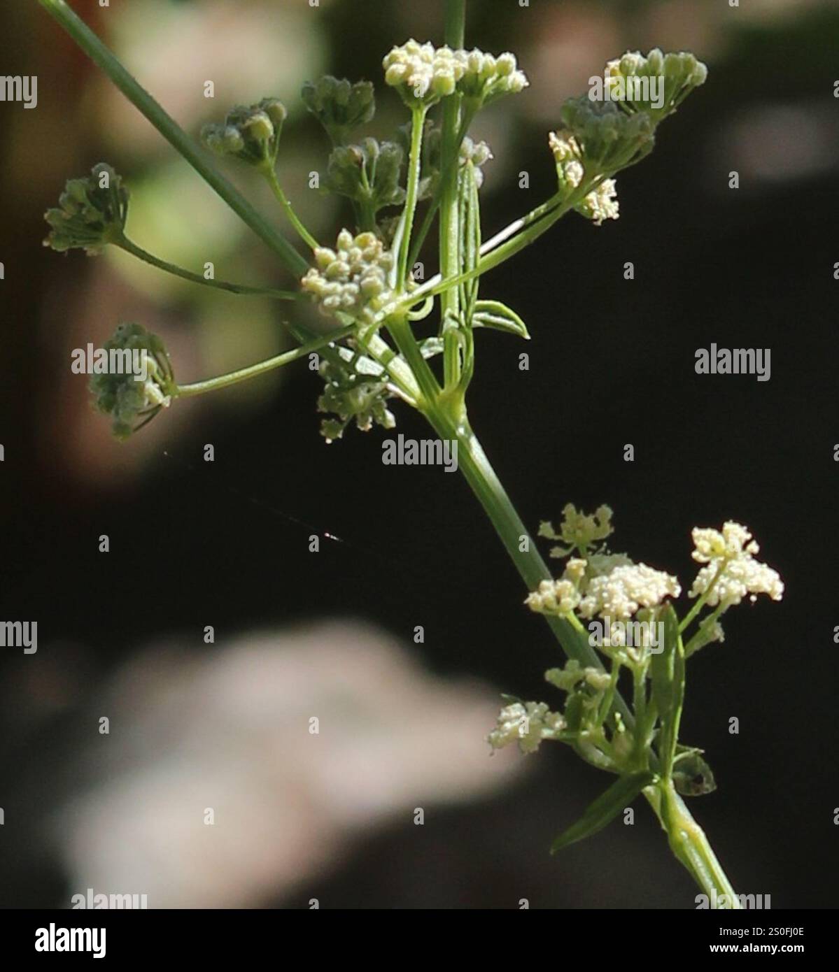 Celery (Apium graveolens Stock Photo - Alamy