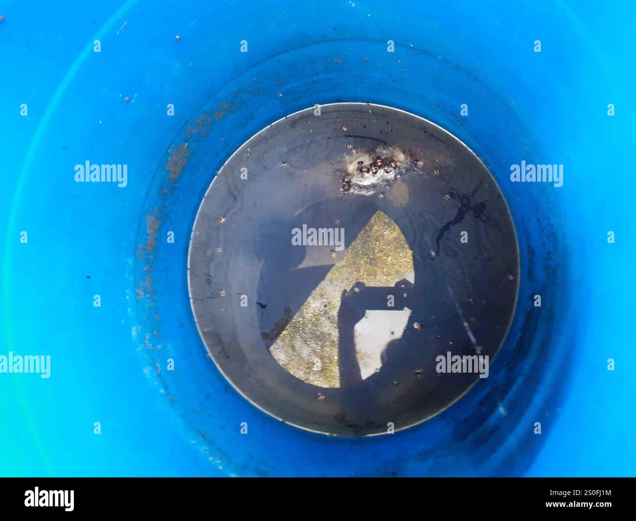 Winged and Once-winged Insects (Pterygota Stock Photo - Alamy