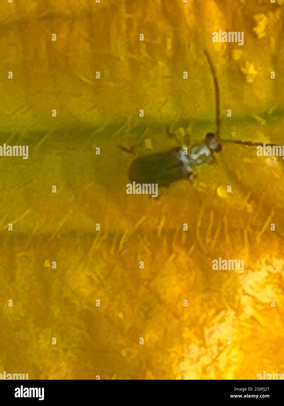 northern corn rootworm (Diabrotica barberi Stock Photo - Alamy