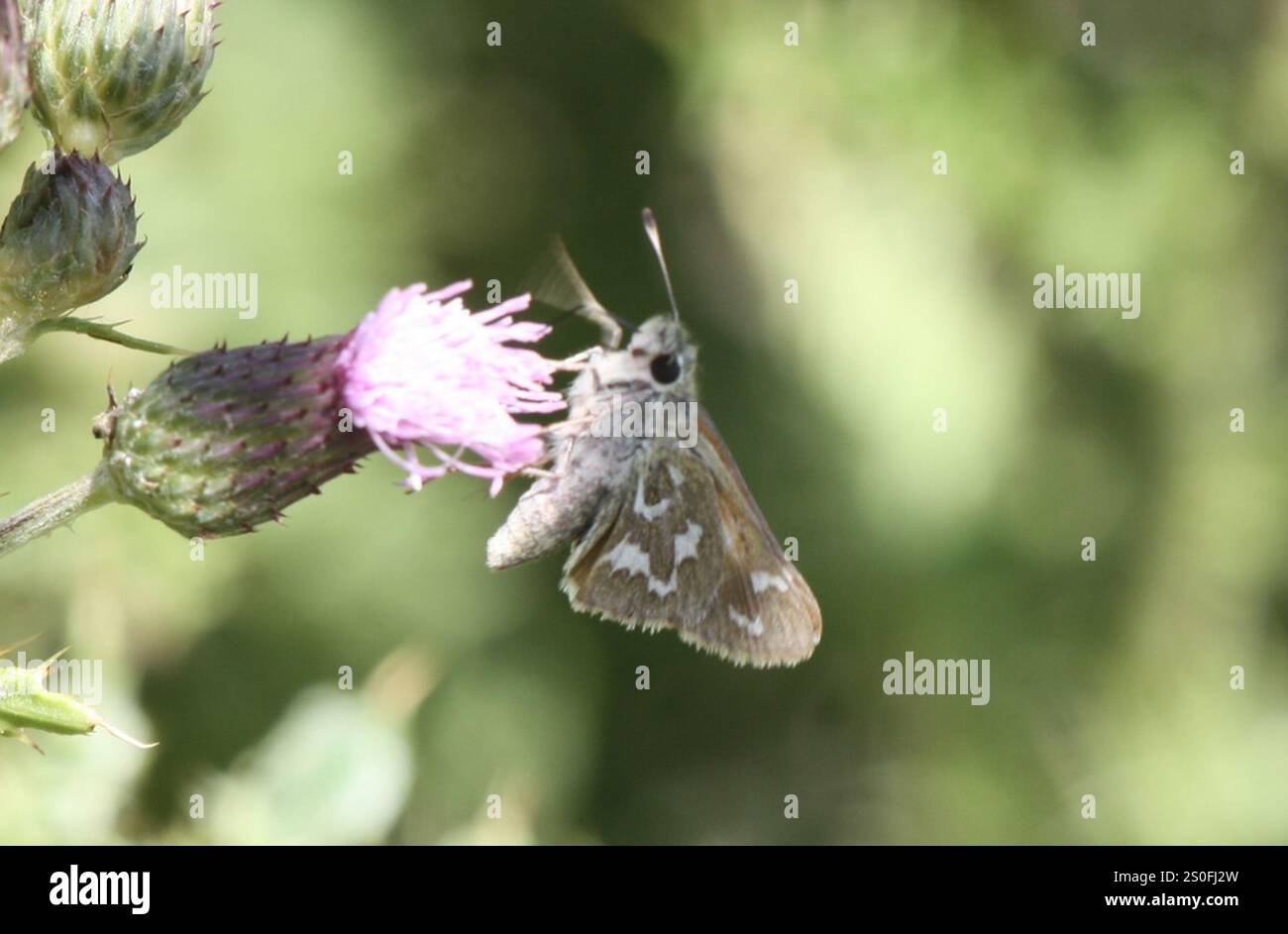 Western Branded Skipper (Hesperia colorado Stock Photo - Alamy