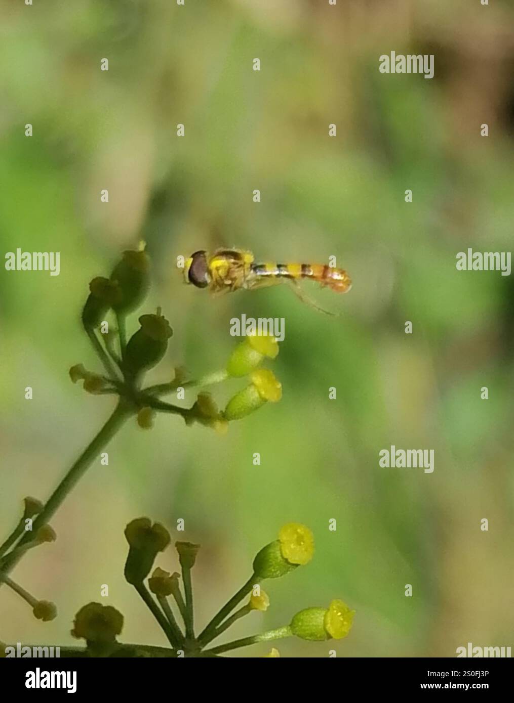 Common Globetail (Sphaerophoria scripta Stock Photo - Alamy