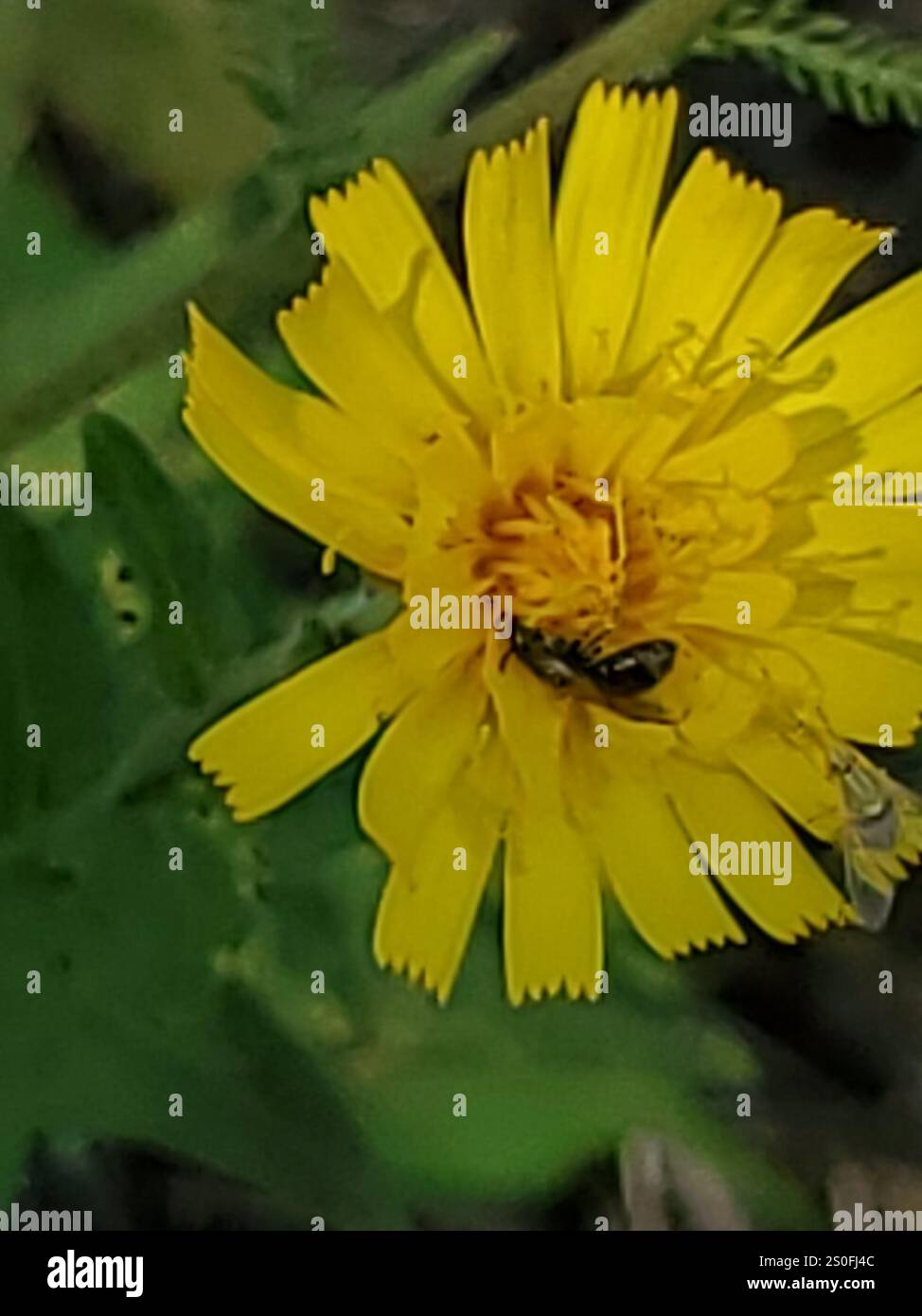 Ants, Bees, Wasps, and Sawflies (Hymenoptera Stock Photo - Alamy