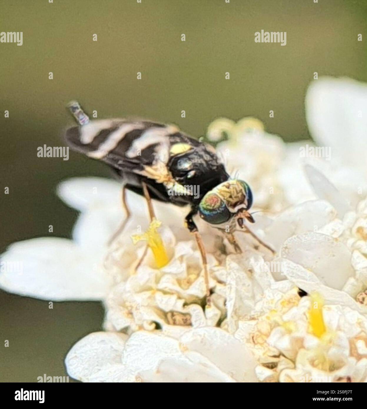 Four-barred Knapweed Gall Fly (Urophora quadrifasciata Stock Photo - Alamy