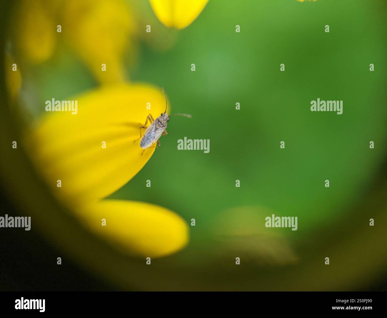 False chinch bugs (Nysius Stock Photo - Alamy