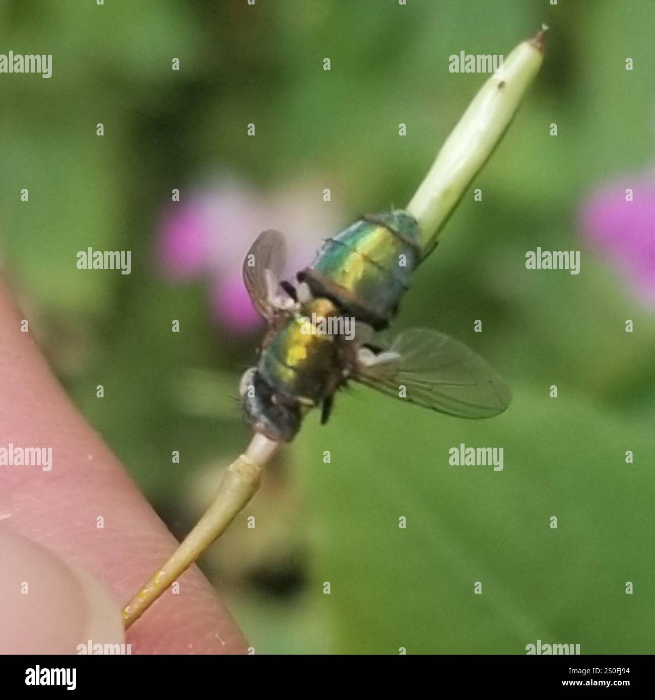 Fly Death Fungi (Entomophthora muscae Stock Photo - Alamy