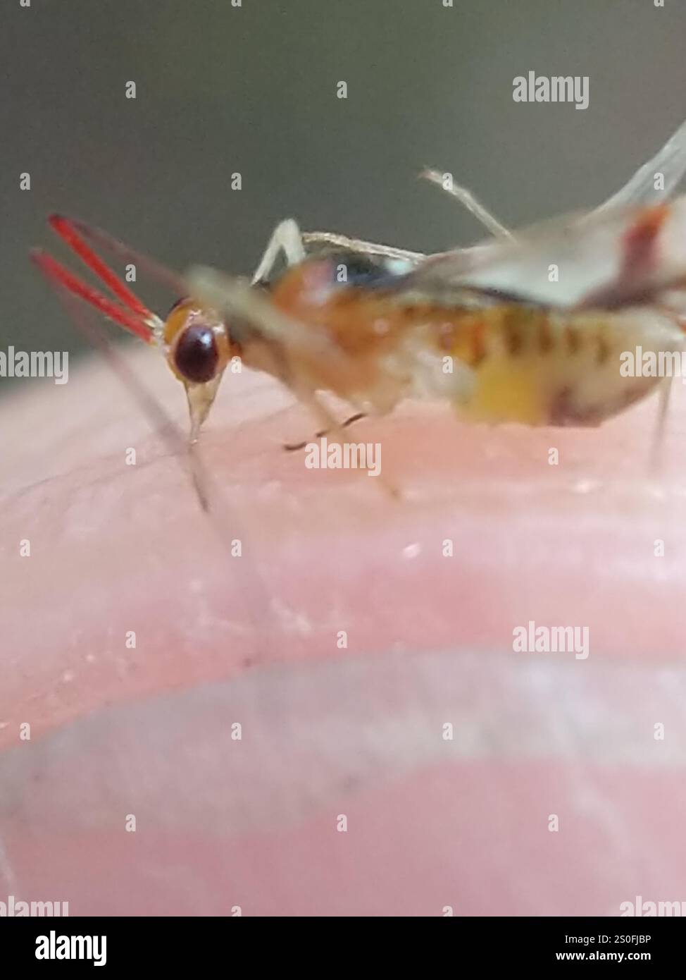 Hart's Hyaline Plant Bug (Hyaliodes harti Stock Photo - Alamy