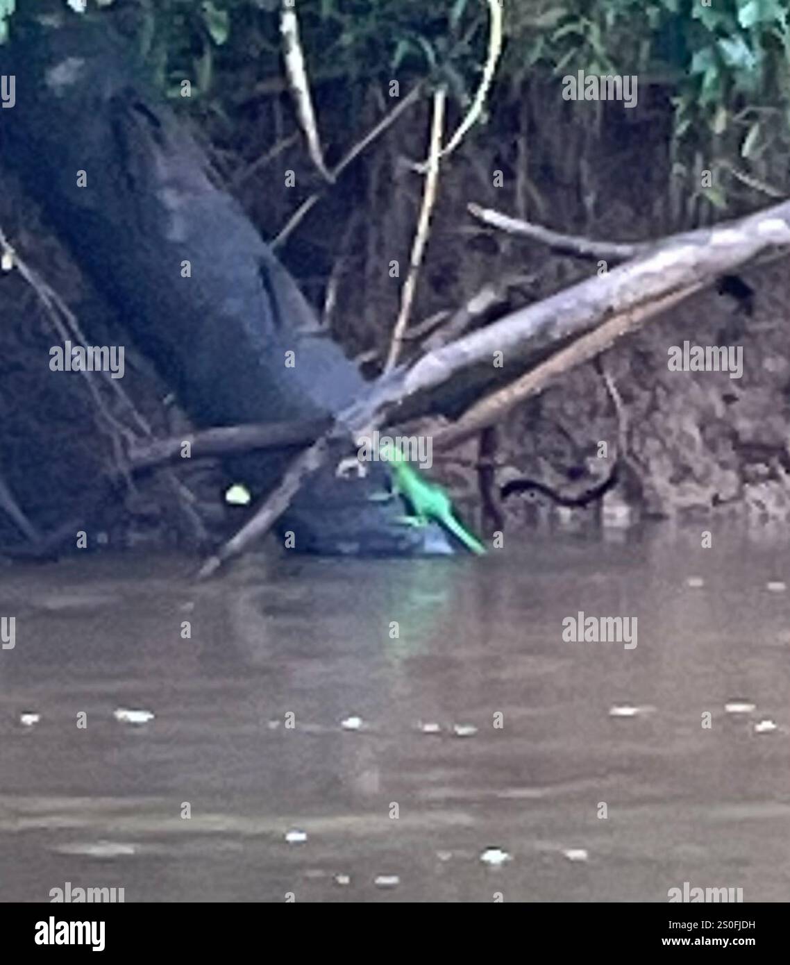 Green Basilisk (Basiliscus plumifrons Stock Photo - Alamy