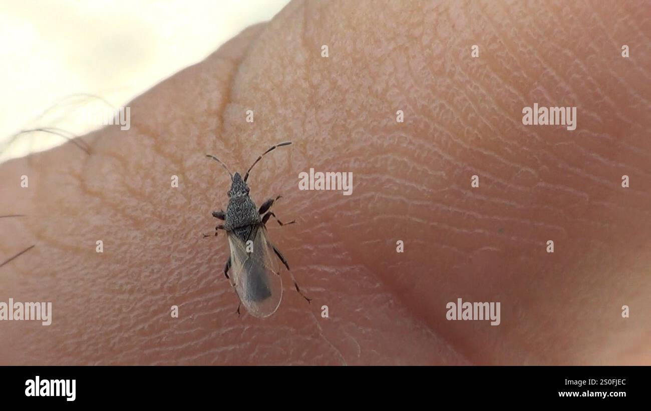 Cotton Seed Bug (Oxycarenus hyalinipennis Stock Photo - Alamy
