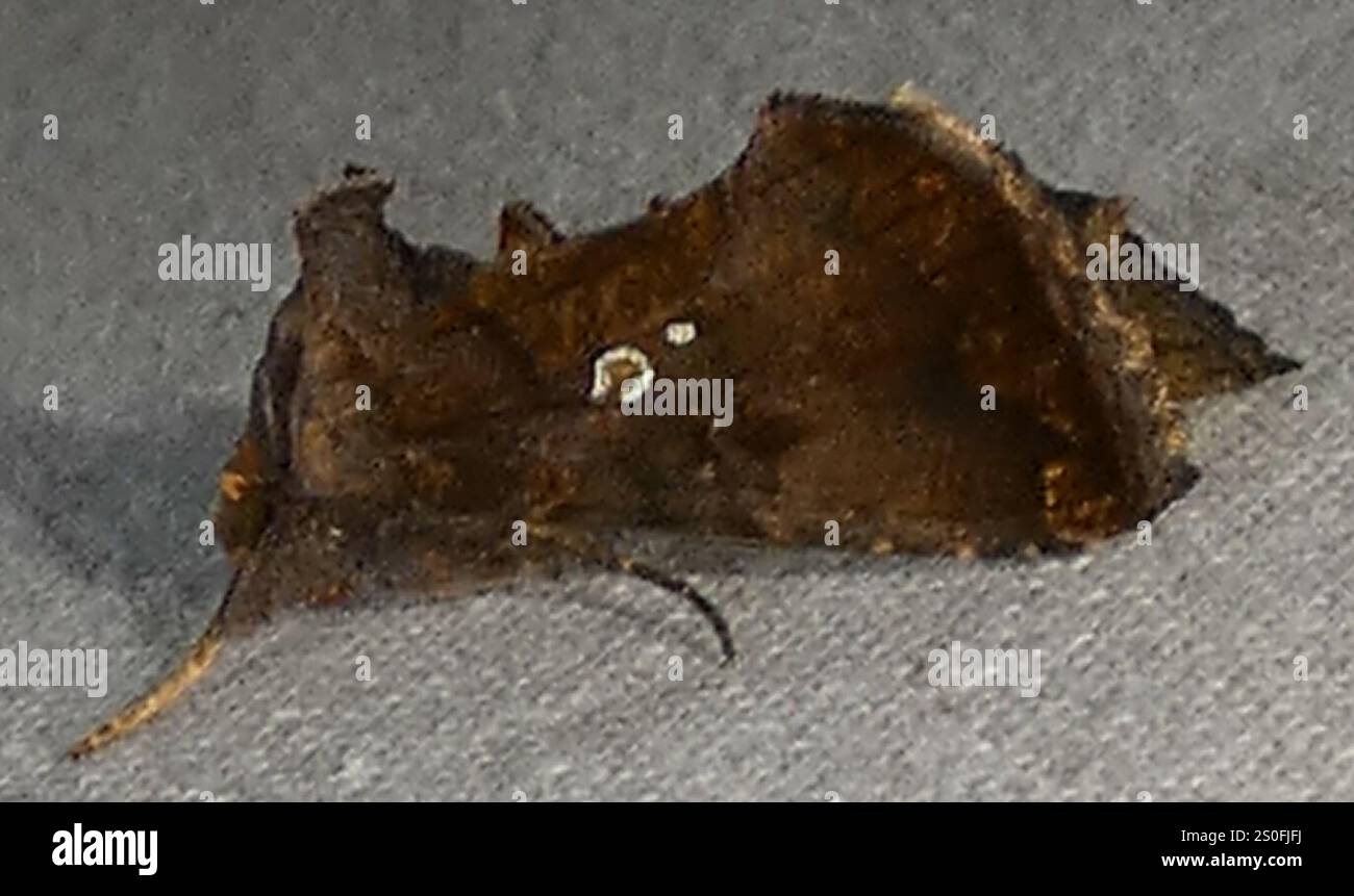 Golden Looper Moth (Argyrogramma verruca Stock Photo - Alamy