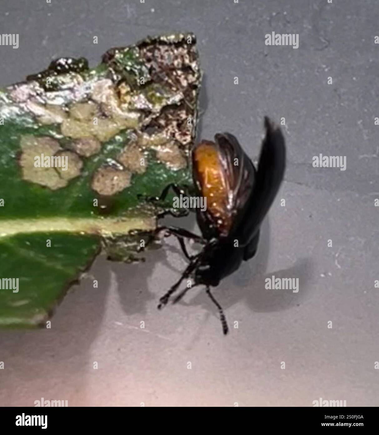 California Willow Leaf Beetle (Plagiodera californica Stock Photo - Alamy