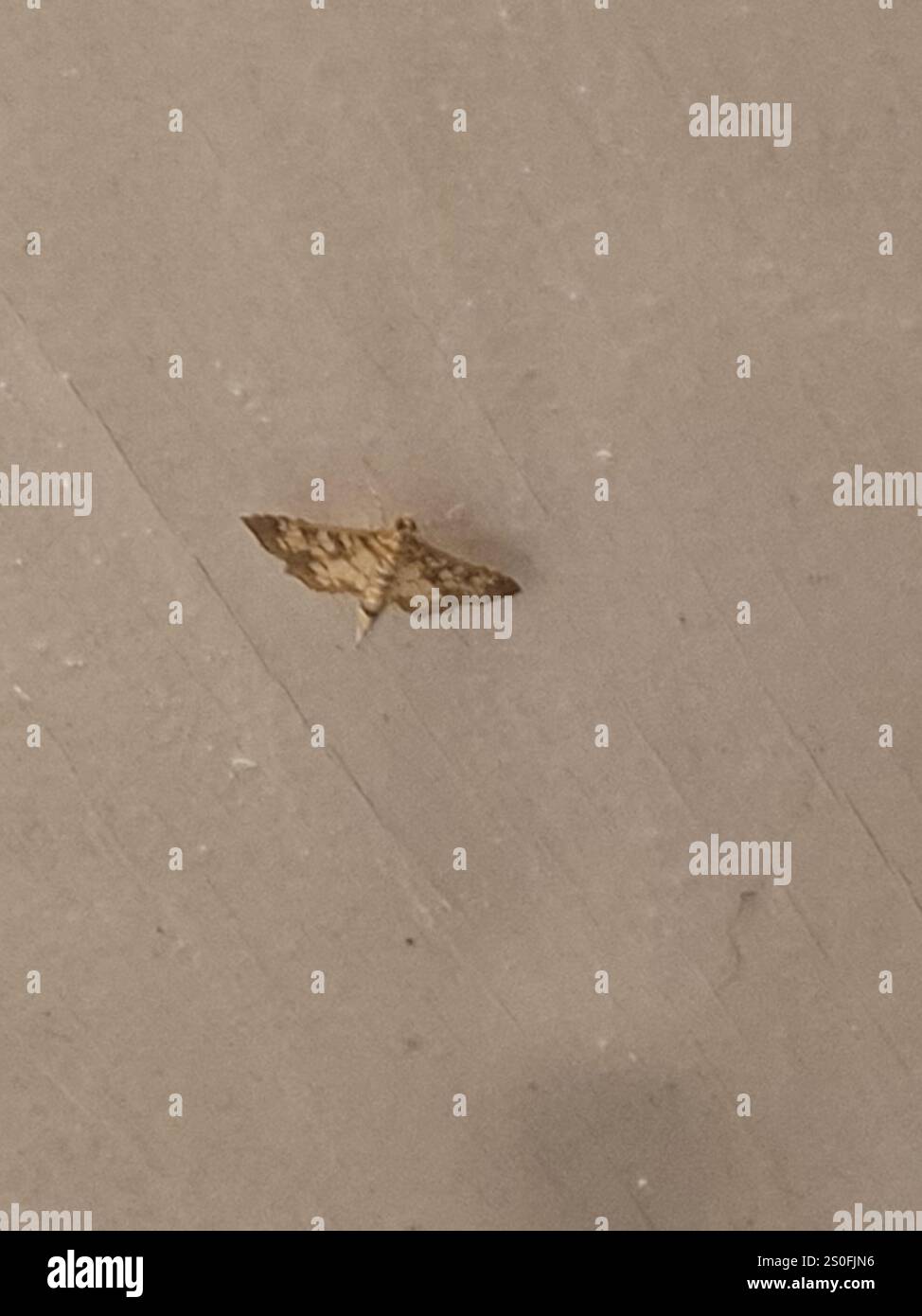 Stained-glass Moth (Samea castellalis Stock Photo - Alamy