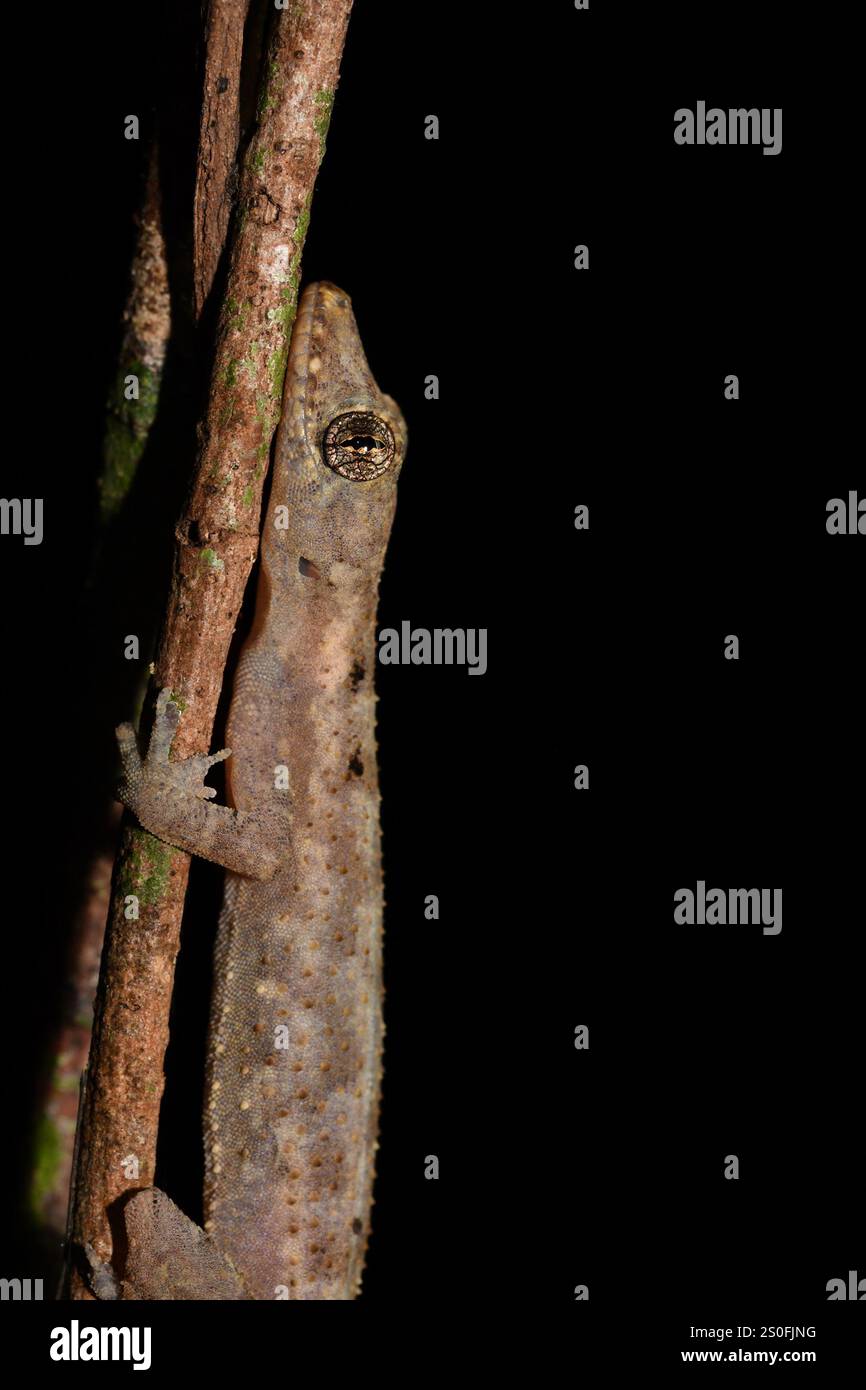 Slender Forest Gecko (Hemidactylus ansorgii Stock Photo - Alamy