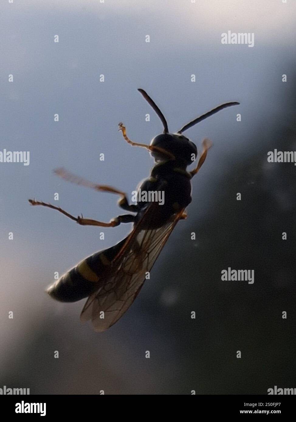 Square-headed Wasps, Sand Wasps, and Allies (Crabronidae Stock Photo ...