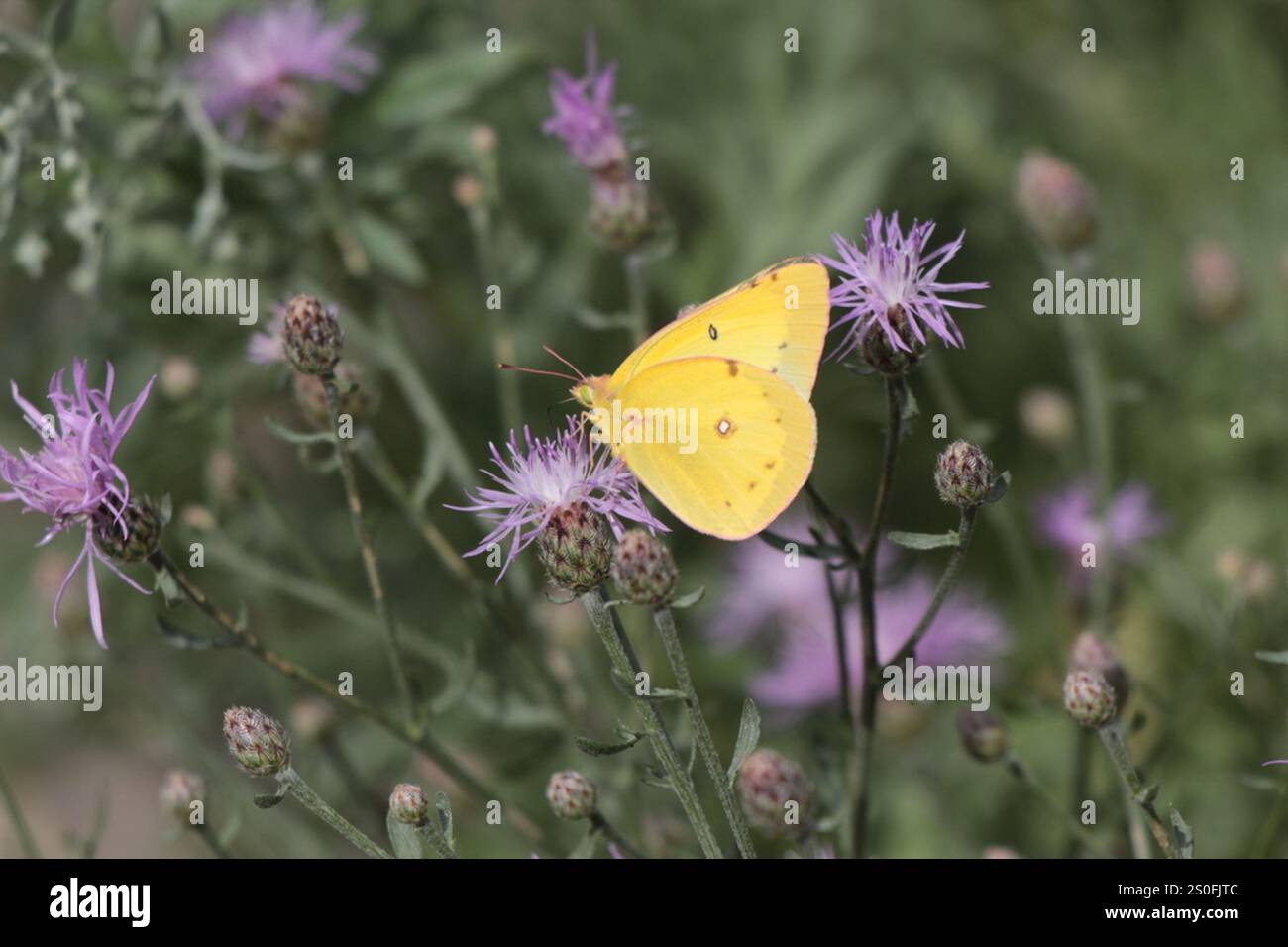Orange Sulphur (Colias eurytheme Stock Photo - Alamy