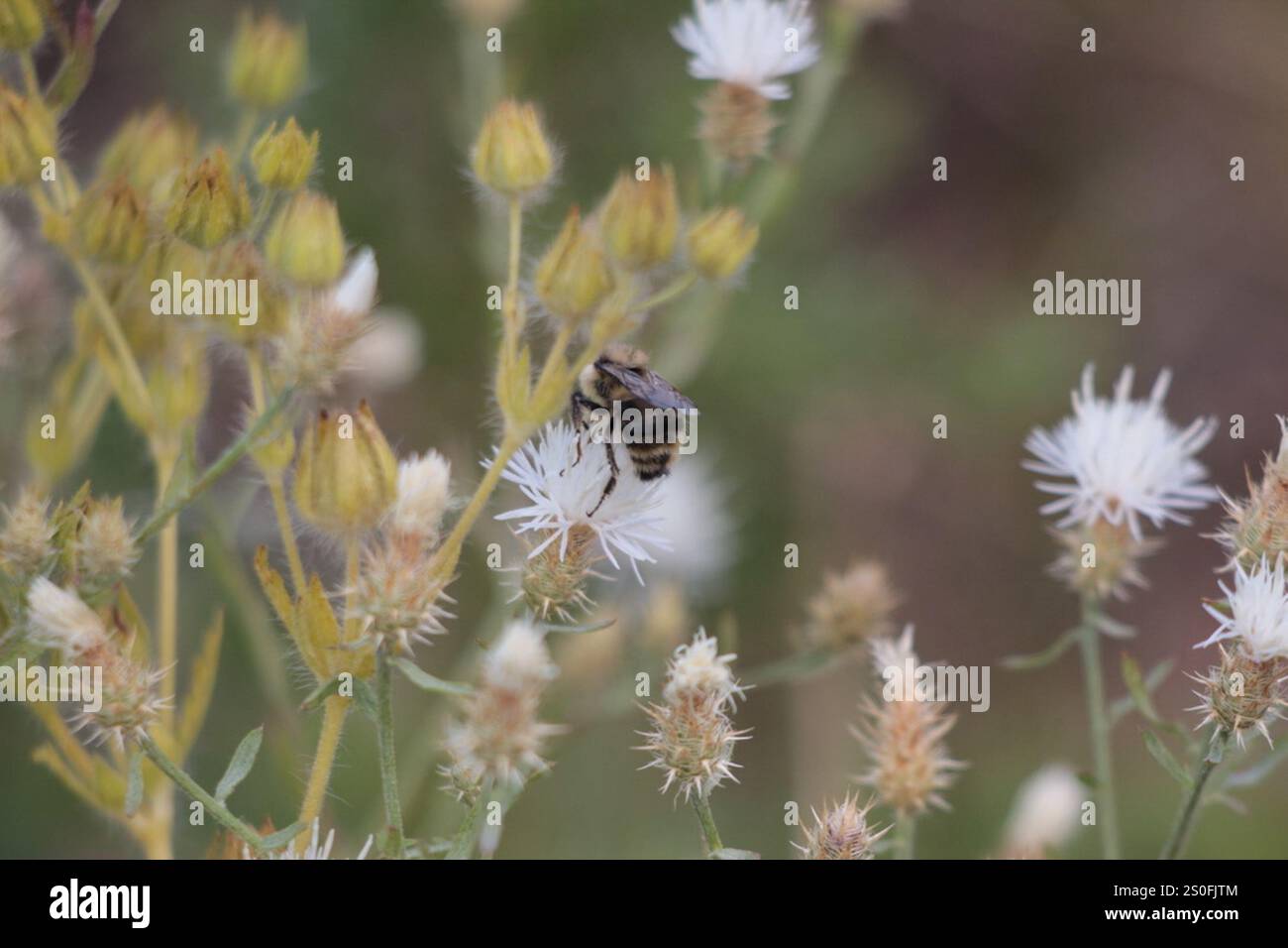 California Bumble Bee (Bombus californicus Stock Photo - Alamy
