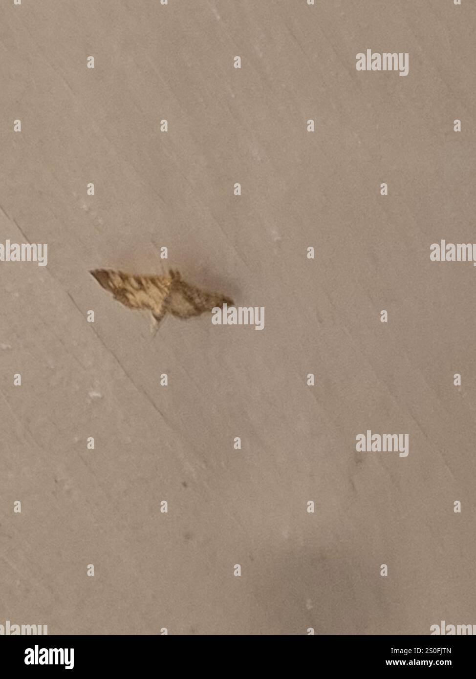 Stained-glass Moth (Samea castellalis Stock Photo - Alamy