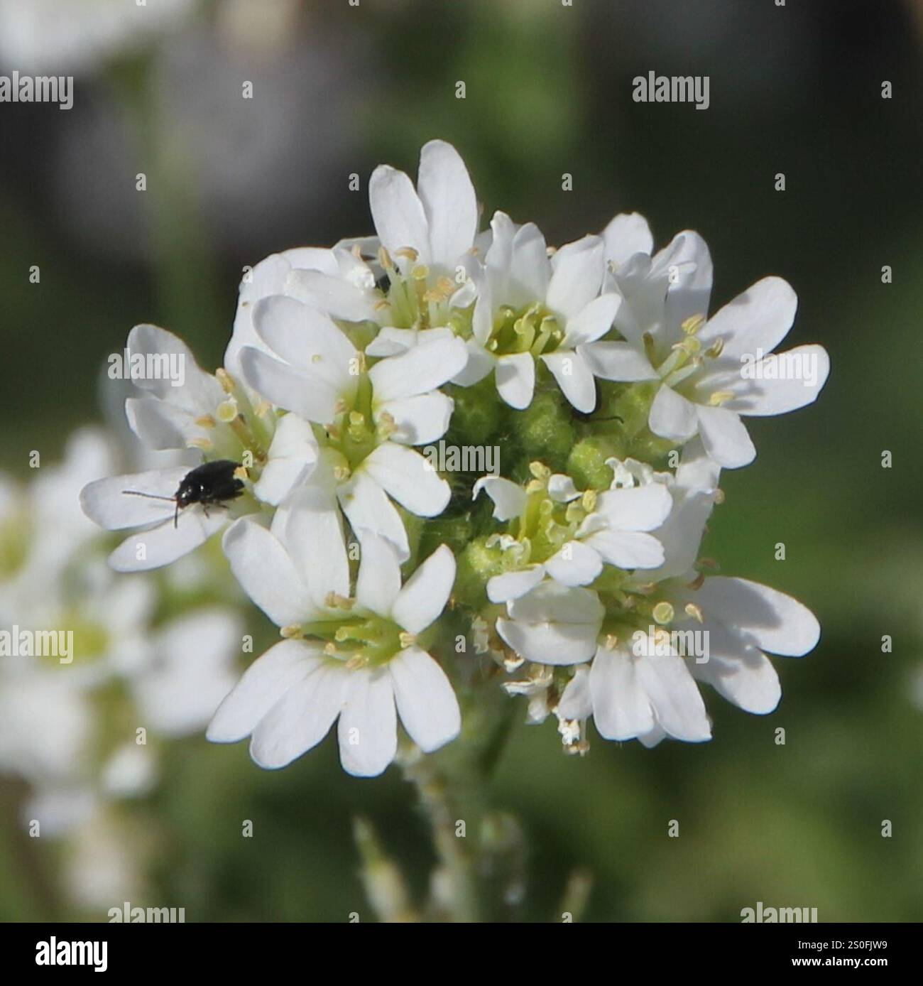 Flea Beetles (Alticini Stock Photo - Alamy