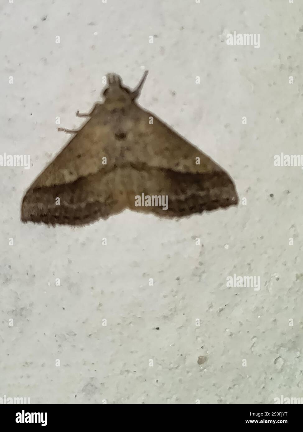 Owlet Moths and Allies (Noctuoidea Stock Photo - Alamy