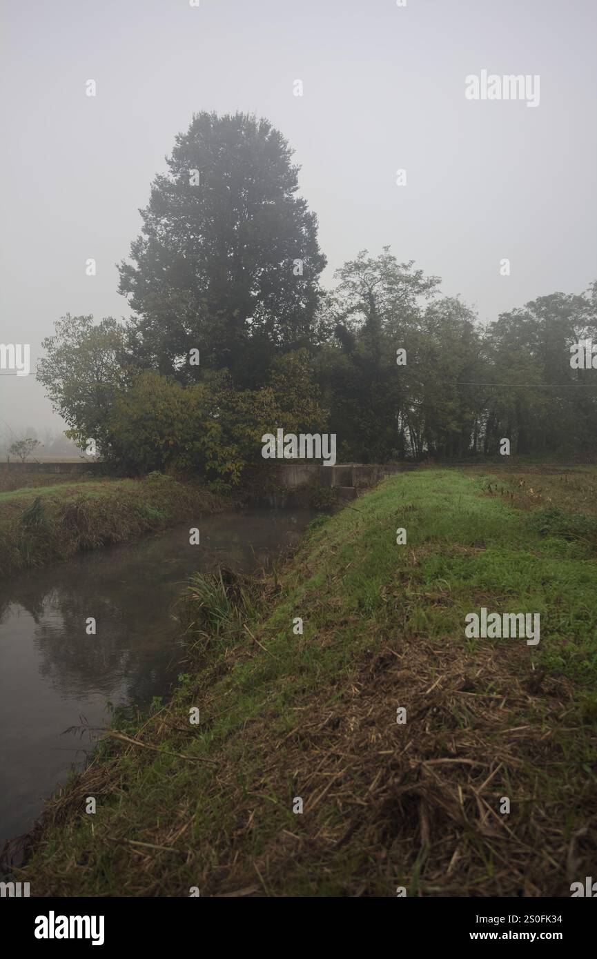 Trench full of water passing through a grove on a foggy day in the ...