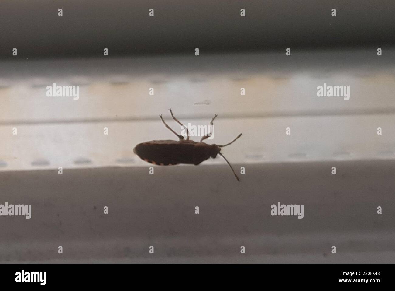 Elm Seed Bug (Arocatus melanocephalus Stock Photo - Alamy