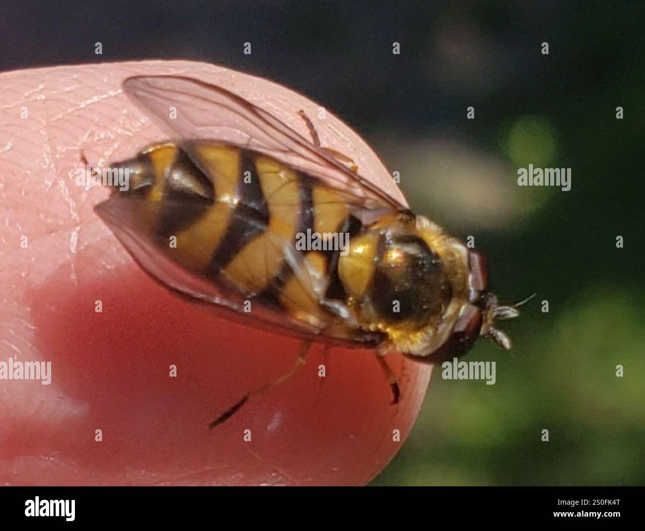 Didea fuscipes hi-res stock photography and images - Alamy