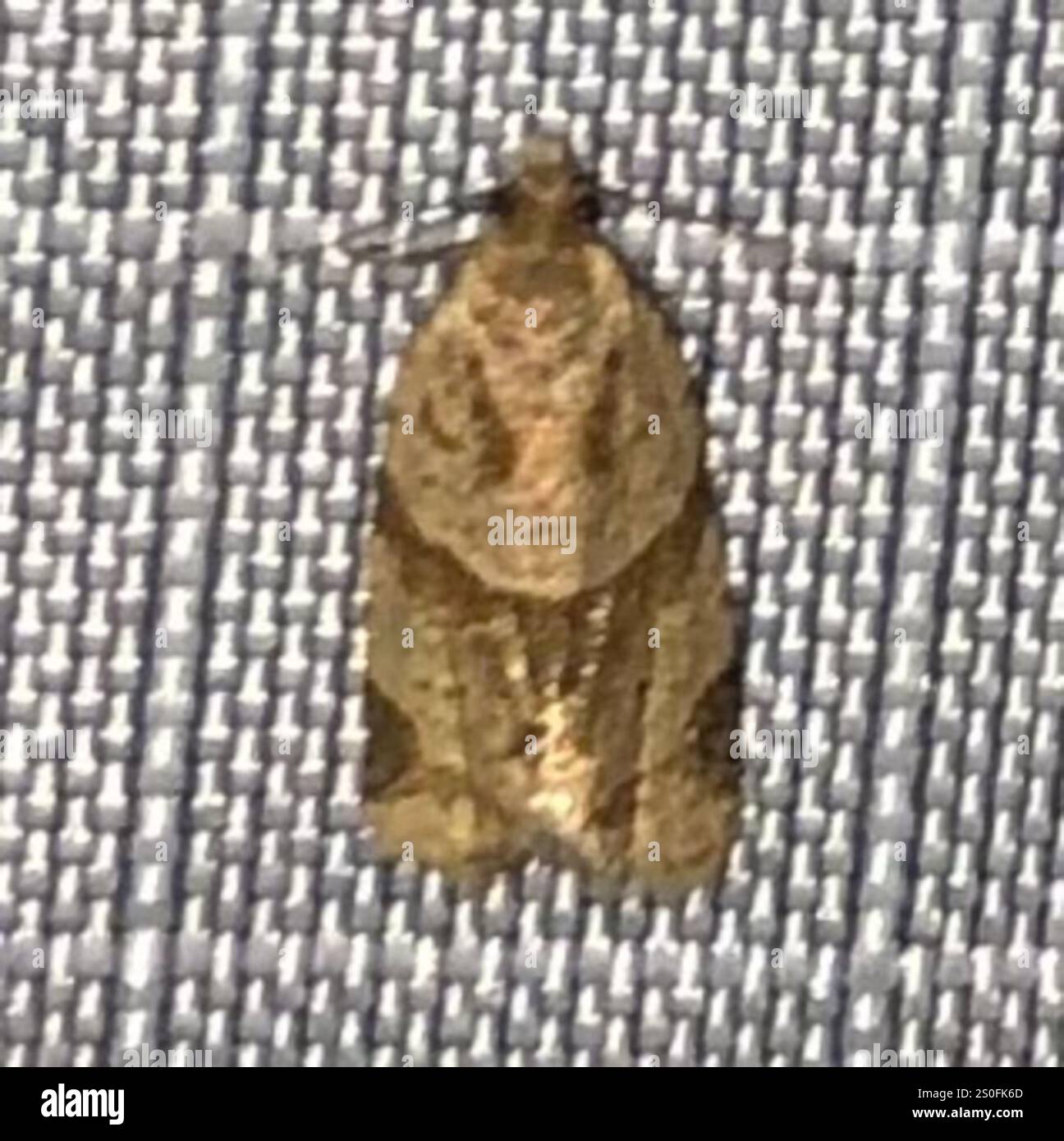 Garden Tortrix (Clepsis peritana Stock Photo - Alamy