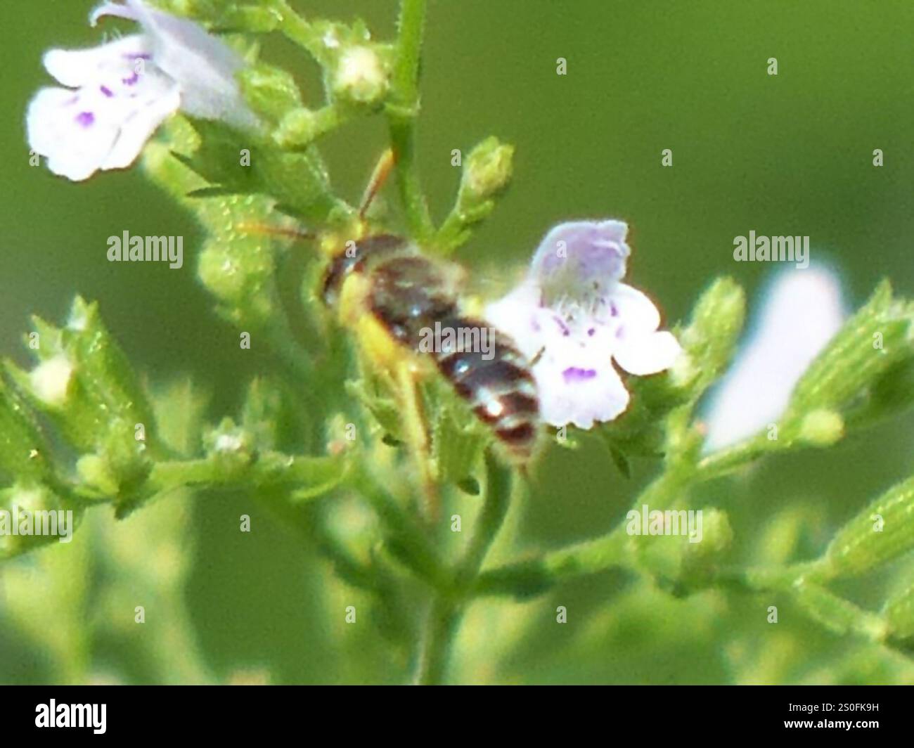 Eastern Miner Bee (Calliopsis andreniformis Stock Photo - Alamy