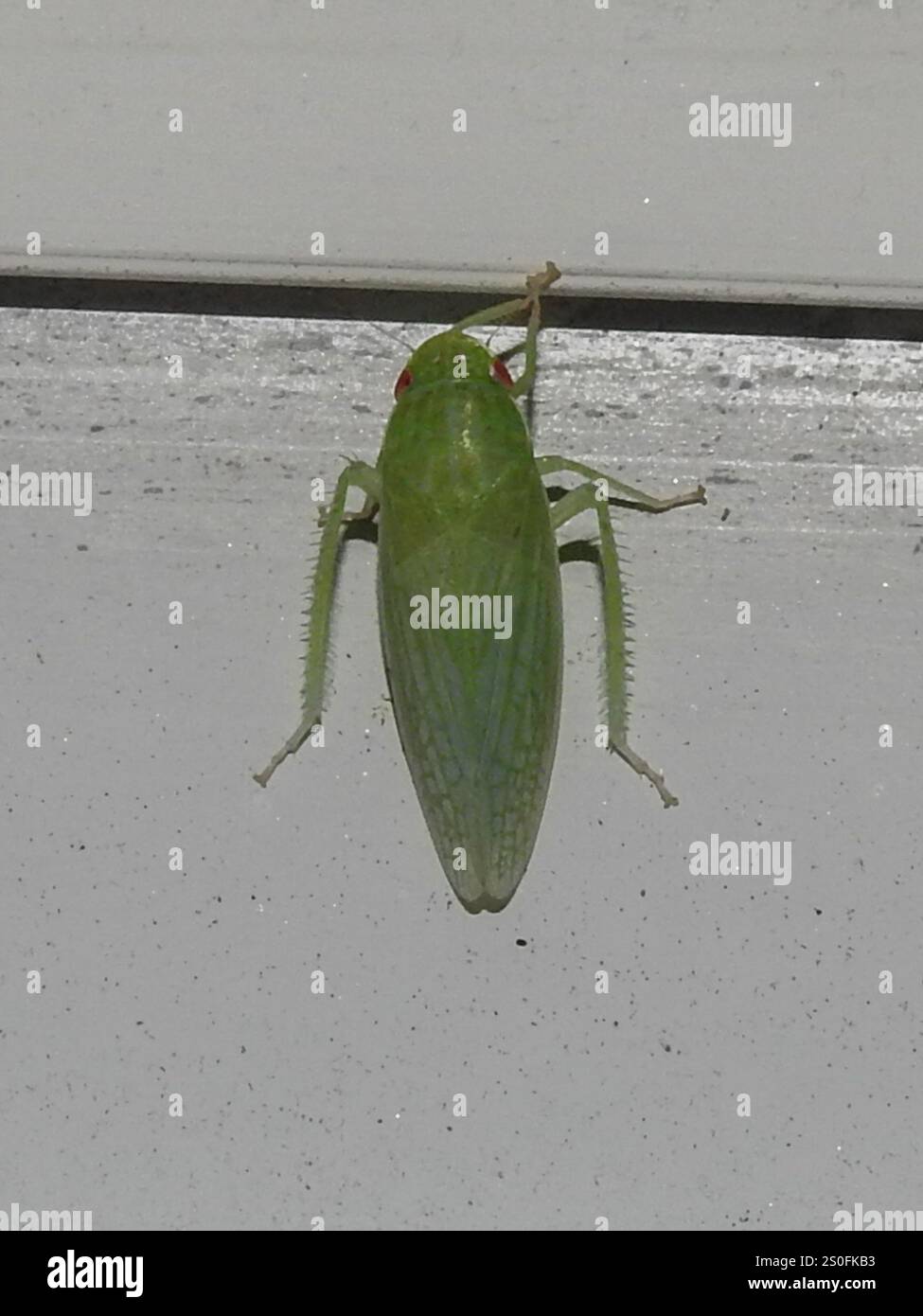 Eight-lined Leafhopper (Gyponana octolineata Stock Photo - Alamy