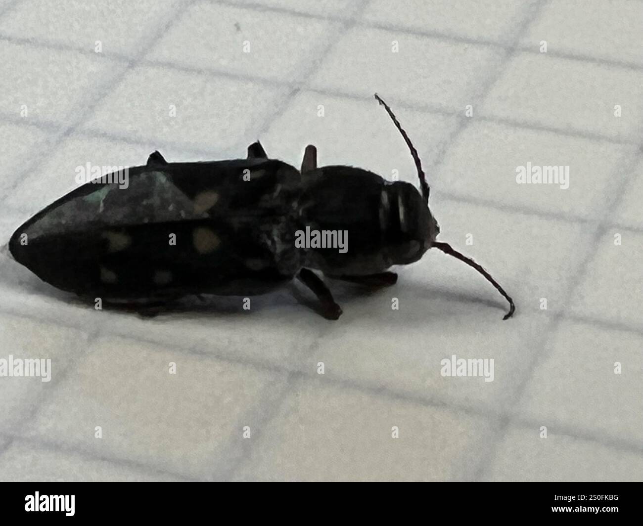 Charcoal Beetle (Melanophila consputa Stock Photo - Alamy