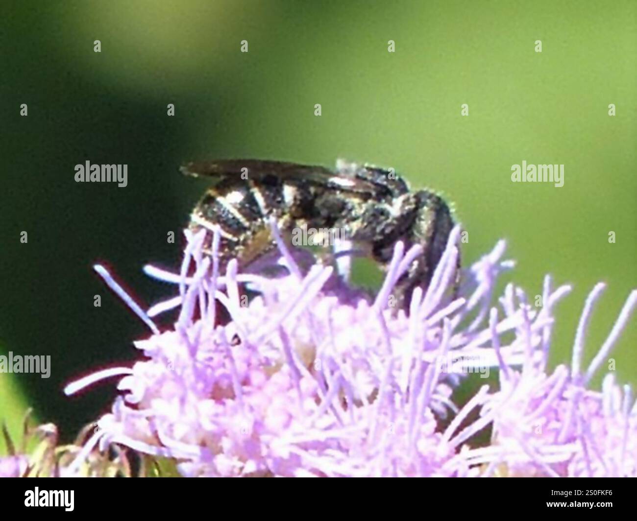 Armored-Resin bees (Heriades Stock Photo - Alamy