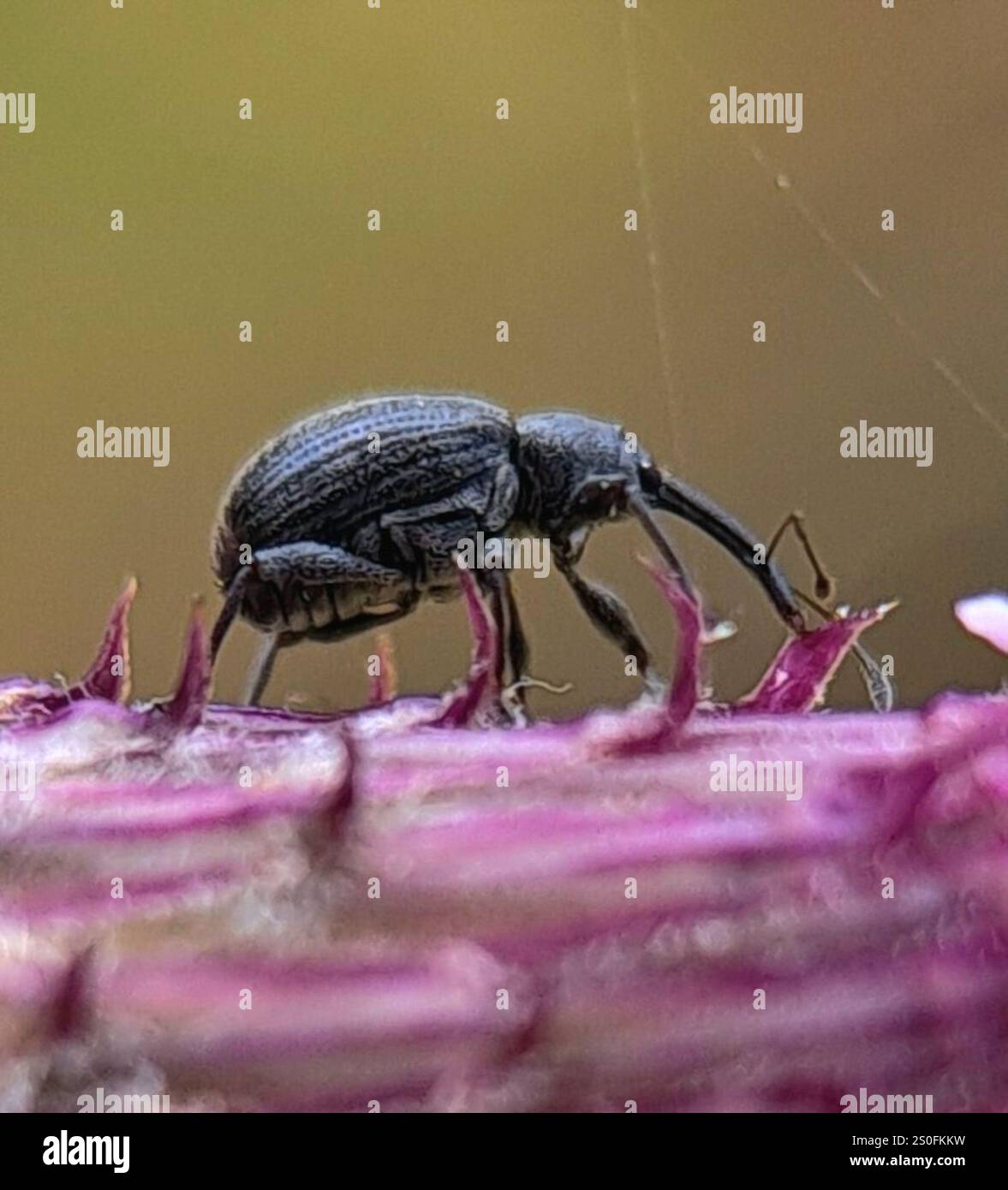 Strawberry blossom weevil (Anthonomus rubi Stock Photo - Alamy