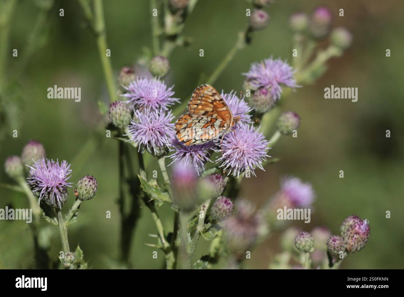 Northern Checkerspot (Chlosyne palla Stock Photo - Alamy