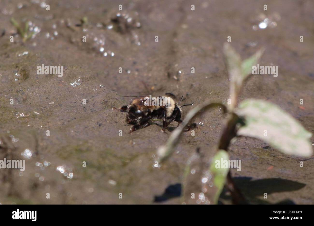 Bumblebee-like Digger Bee (Anthophora bomboides Stock Photo - Alamy