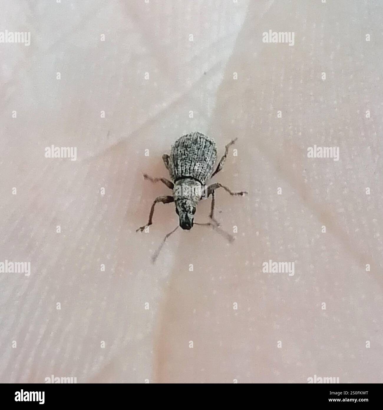 Strawberry Root Weevil (Sciaphilus asperatus Stock Photo - Alamy